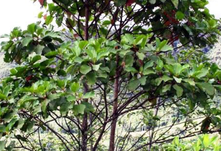 Quina el arbol nacional de Peru libra una batalla para sobrevivir ...